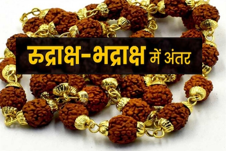 Difference Between Rudraksh and Bhadraksh: क्या होता है भद्राक्ष ...